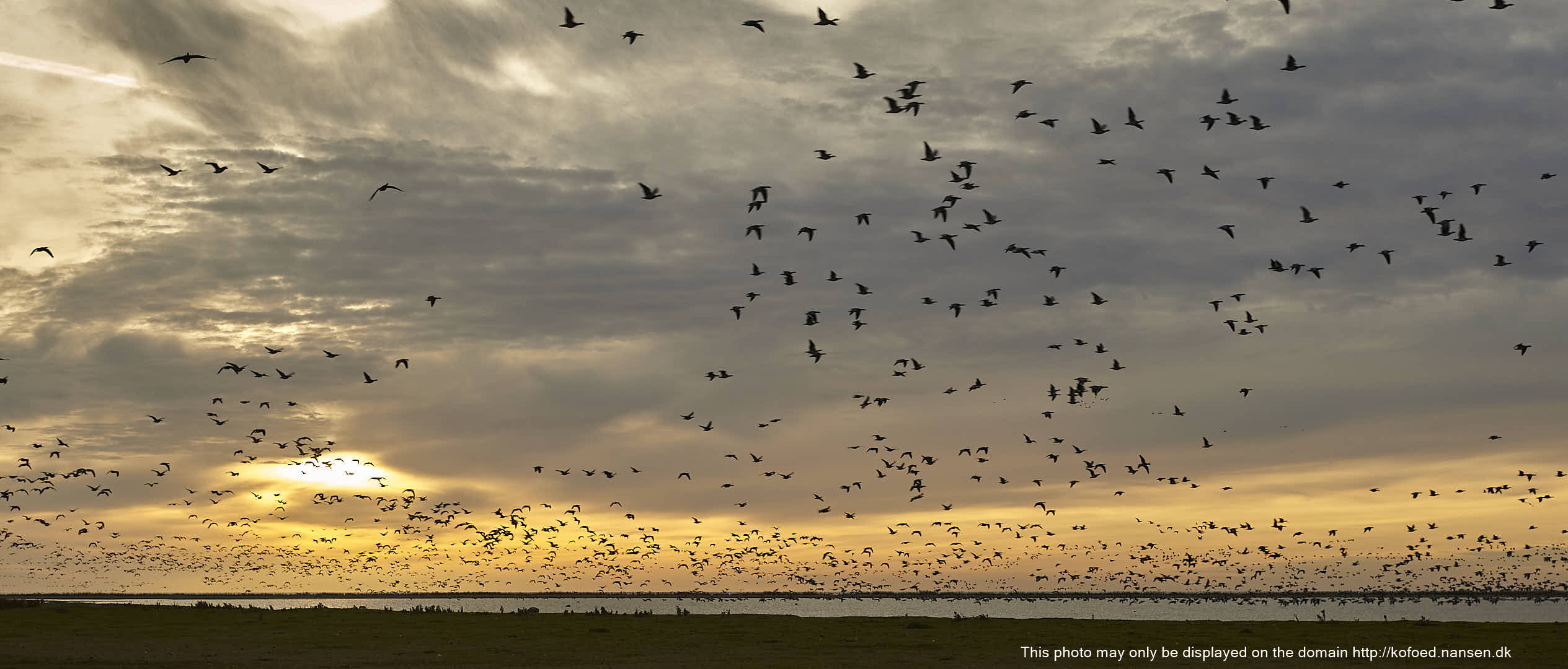 Hjem | Kofoed Nansen