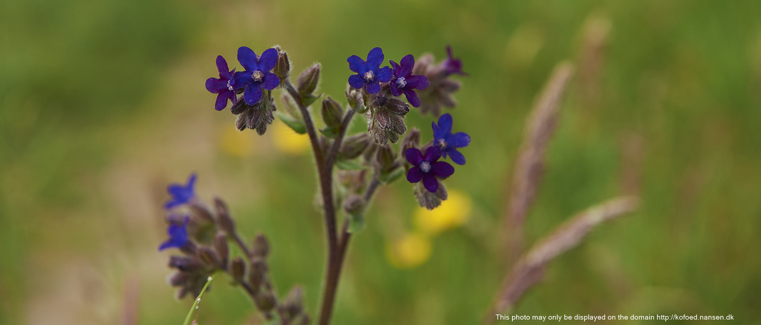 Hjem | Kofoed Nansen